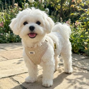 2026 Pup Fashion Trends: What’s Next in Pet Style & Product Design – Petkaa